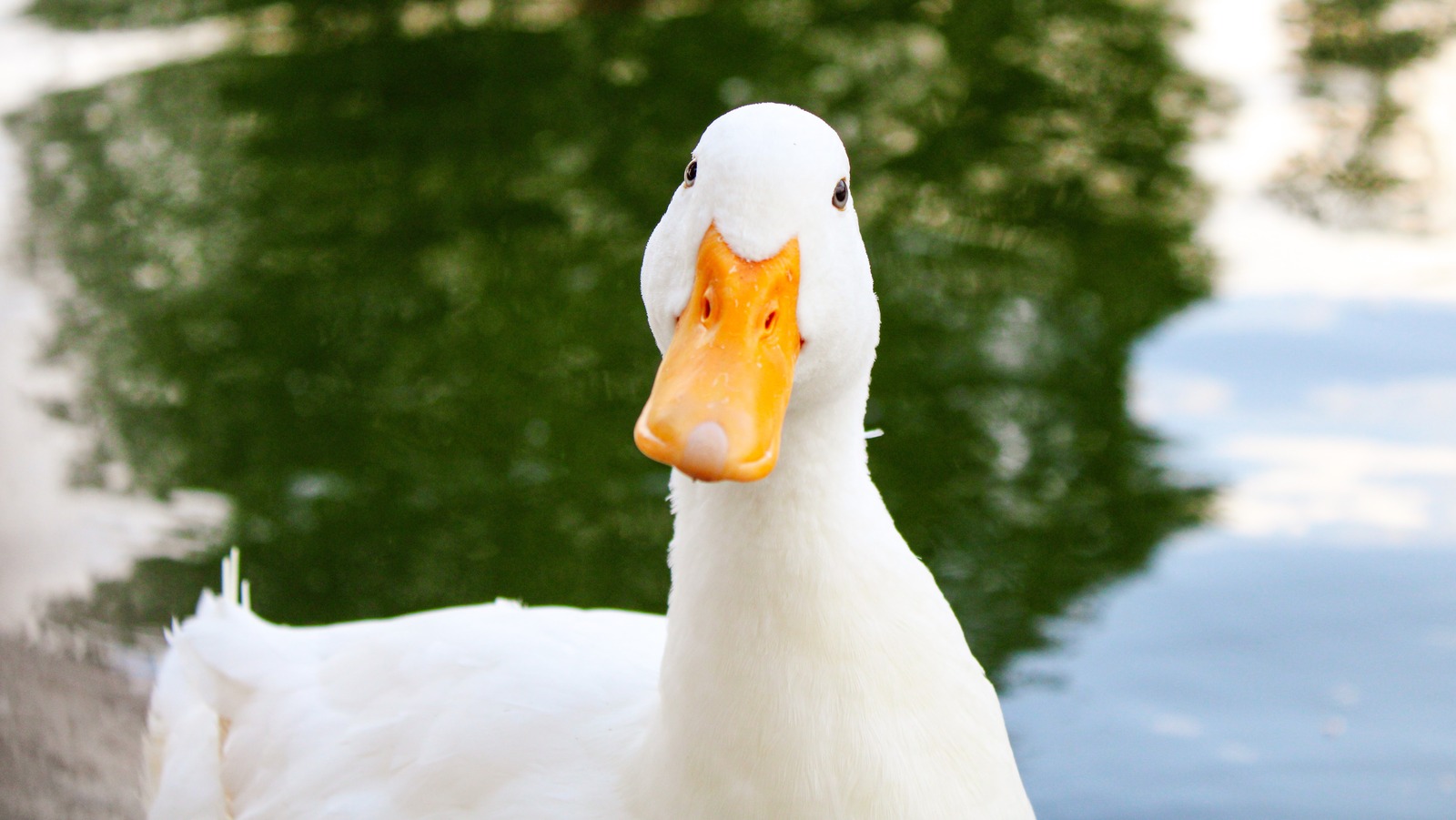 Here's Why Pet Ducks Won't Fly Away