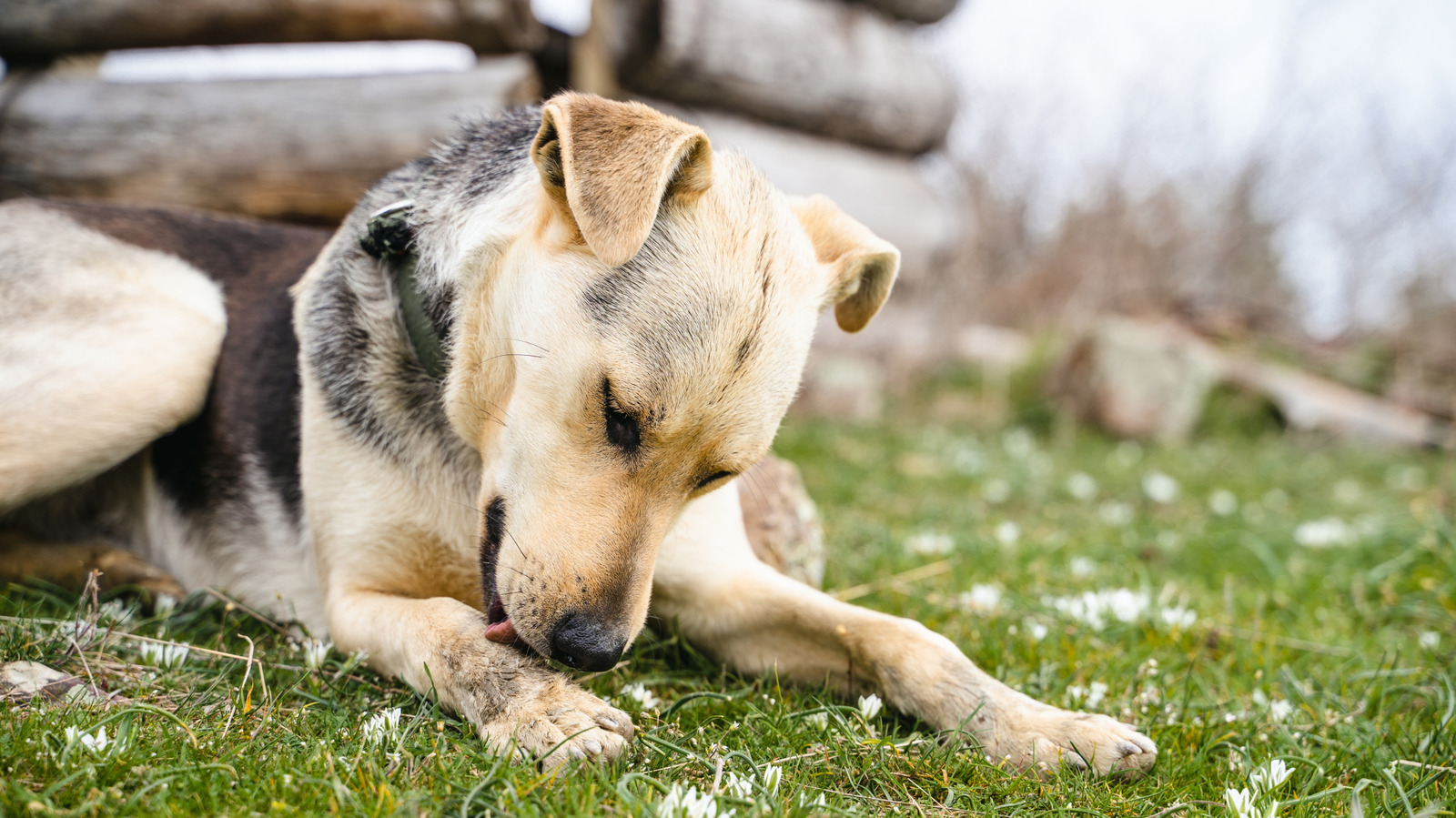 How To Stop A Dog From Pulling Its Hair Out