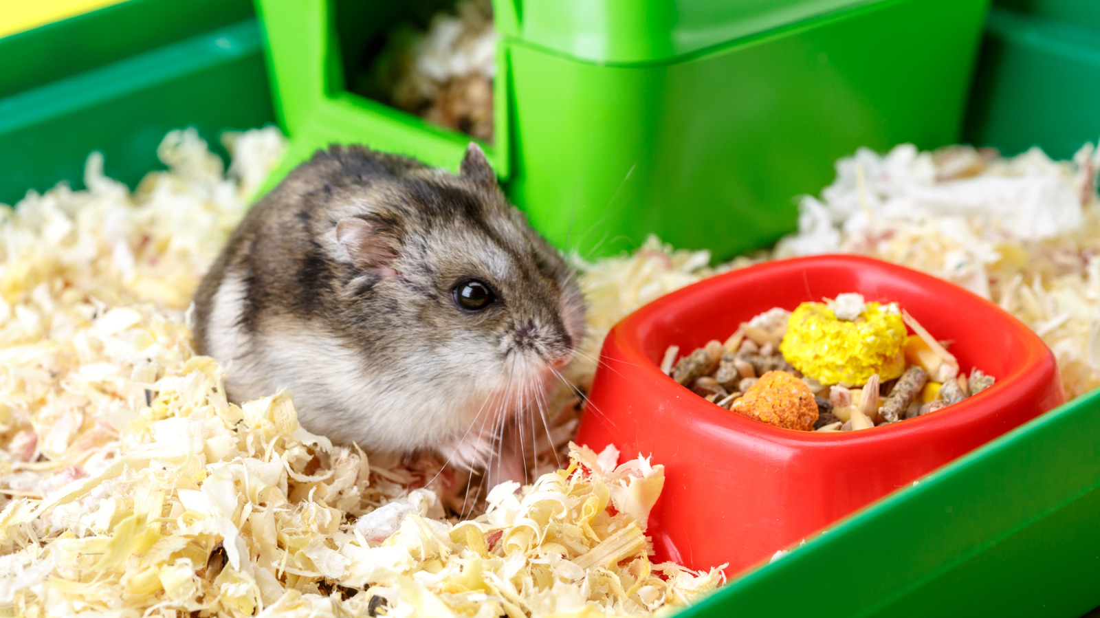 How To Tell If Your Dwarf Hamster Is Dying
