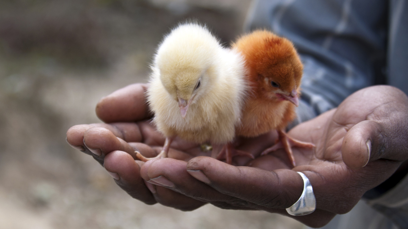 How To Tell The Difference Between Male & Female Baby Chicks