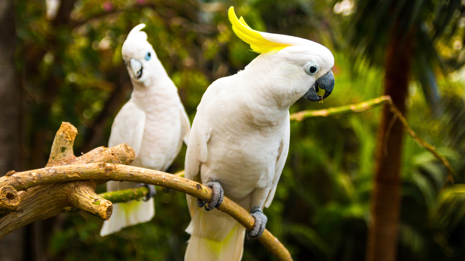 How To Tell The Difference Between Male And Female Cockatoos