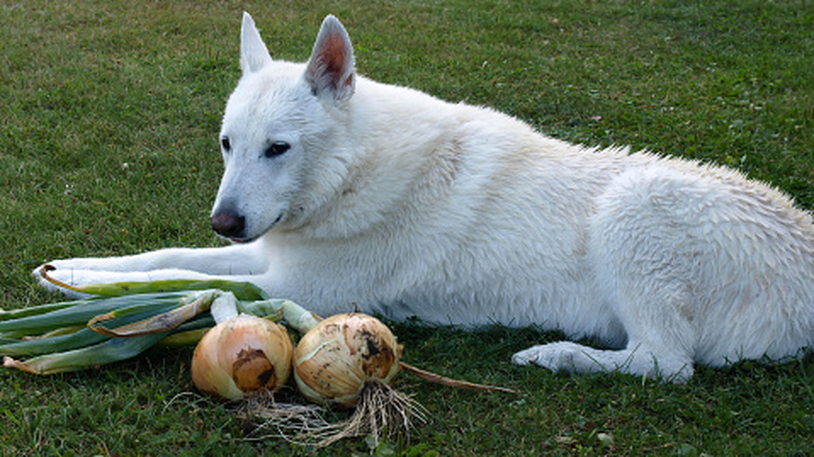 How To Treat Dogs For Onion Poisoning