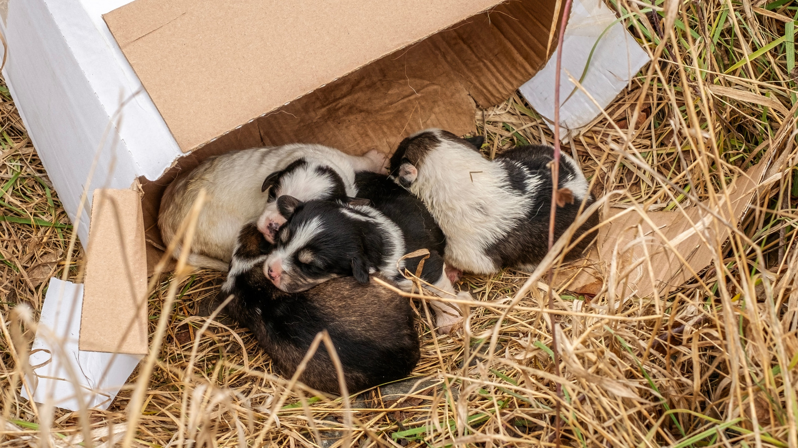 If You Discover An Abandoned Litter Of Puppies, Take These Steps ...