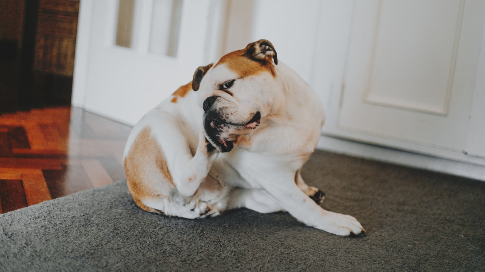 Is Clobetasol Propionate Safe For Dogs?