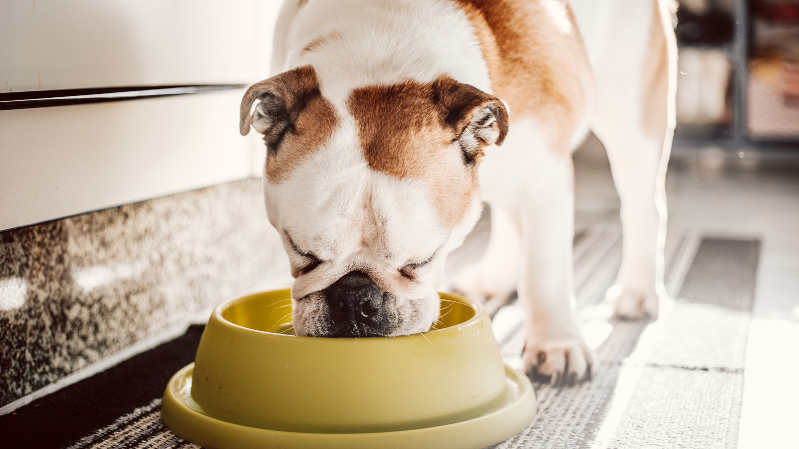 Is The Most Expensive Dog Food On The Market Worth The Price? Pet ...