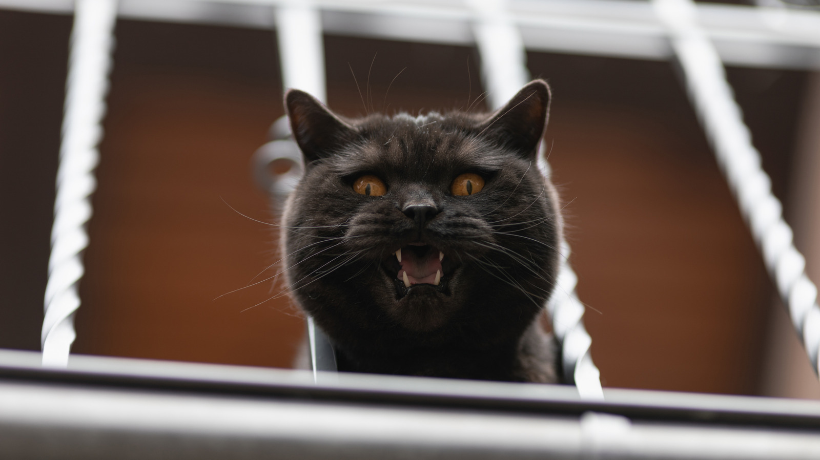Is Your Cat's Loud Meowing Keeping You Up At Night? Here Are 5 Ways To ...