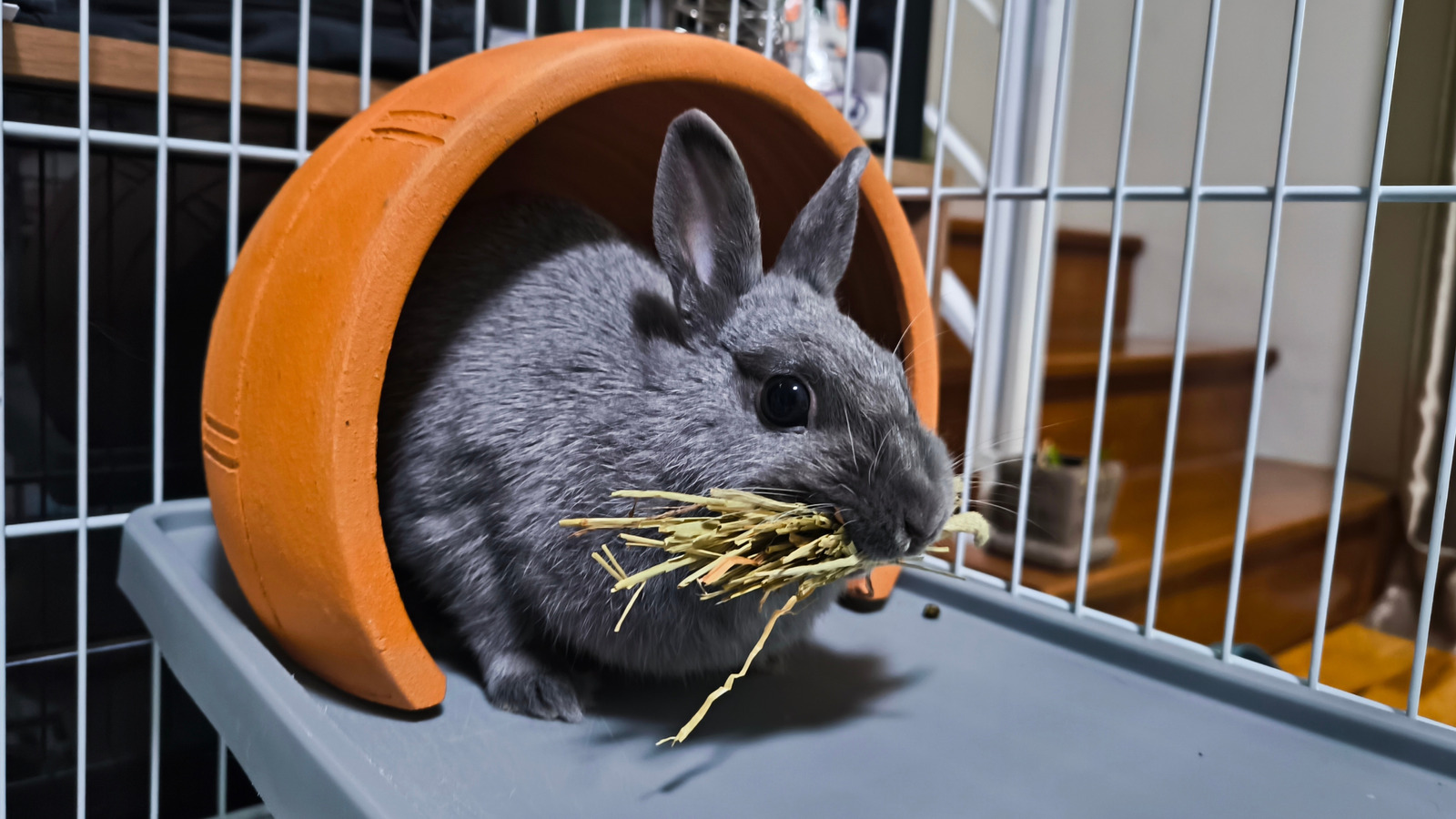 Is Your Rabbit Pregnant? Here Are The Signs To Watch Out For