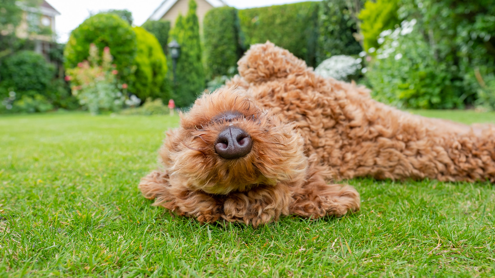 Leaving Dog Poop On The Lawn Could Attract A Major Pest