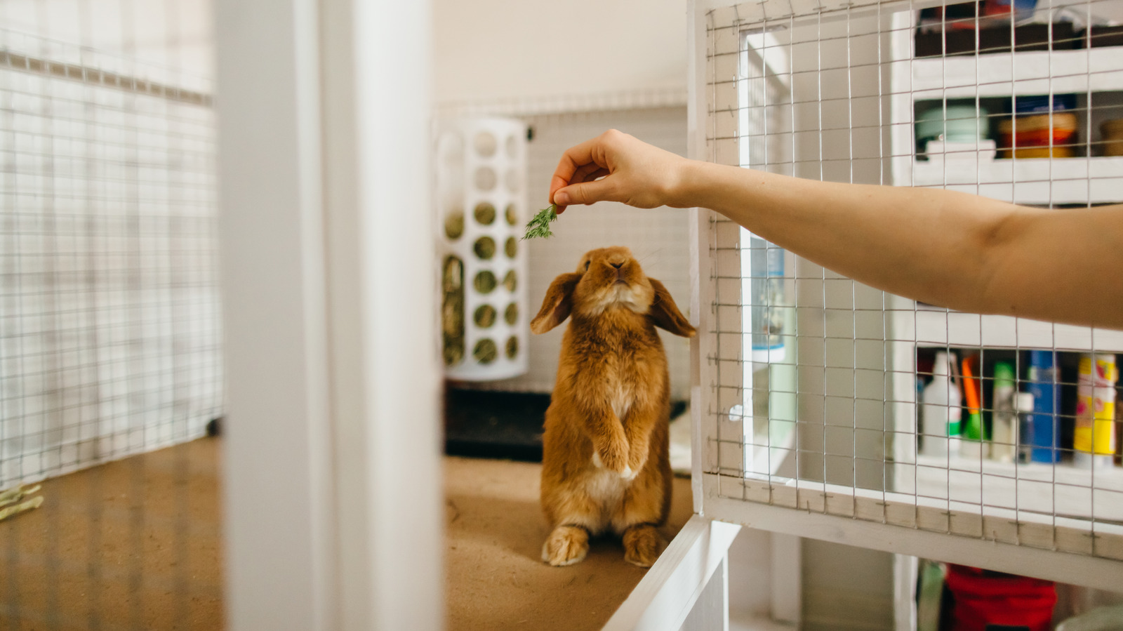 Make The Cutest DIY Litter Box For Your Bunnies Using An IKEA Must-Have