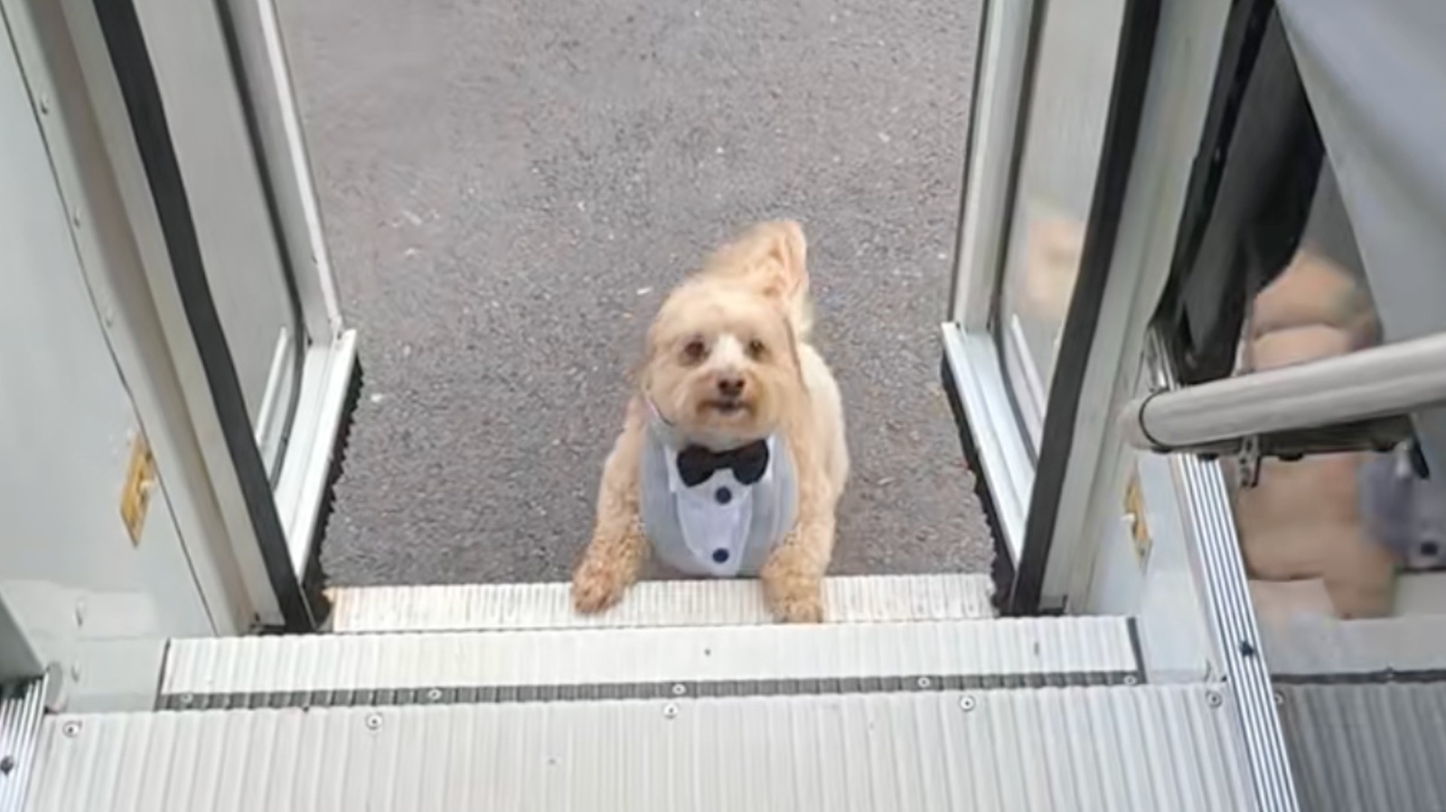 Maltipoo Dressed Up In The Cutest 'Tuxedo' Runs Like Lightning To Hop ...