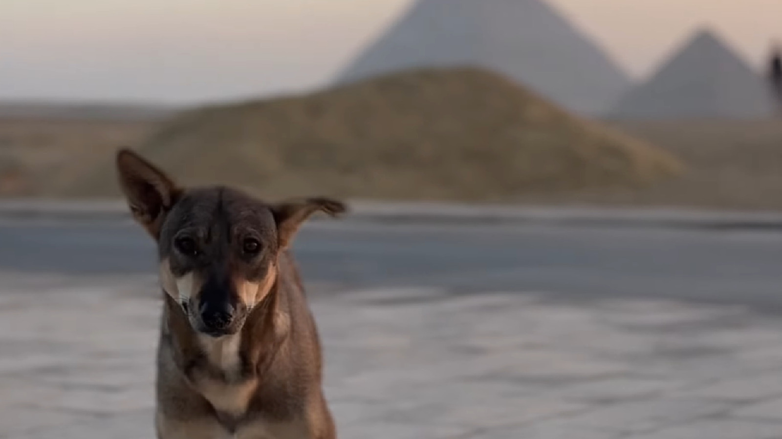 Meet The Dog That Made It To The Top Of An Ancient Pyramid In Egypt