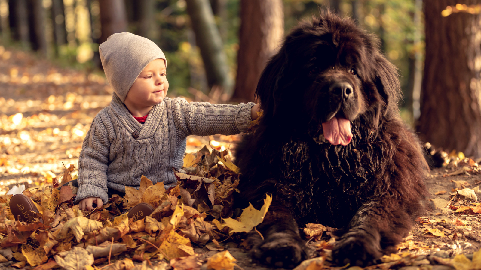 Meet These 5 Overwhelmingly Affectionate Dog Breeds