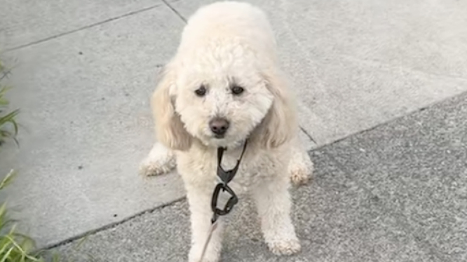 Mini Goldendoodle Isn't Afraid To Express How She Feels About The Rainy ...