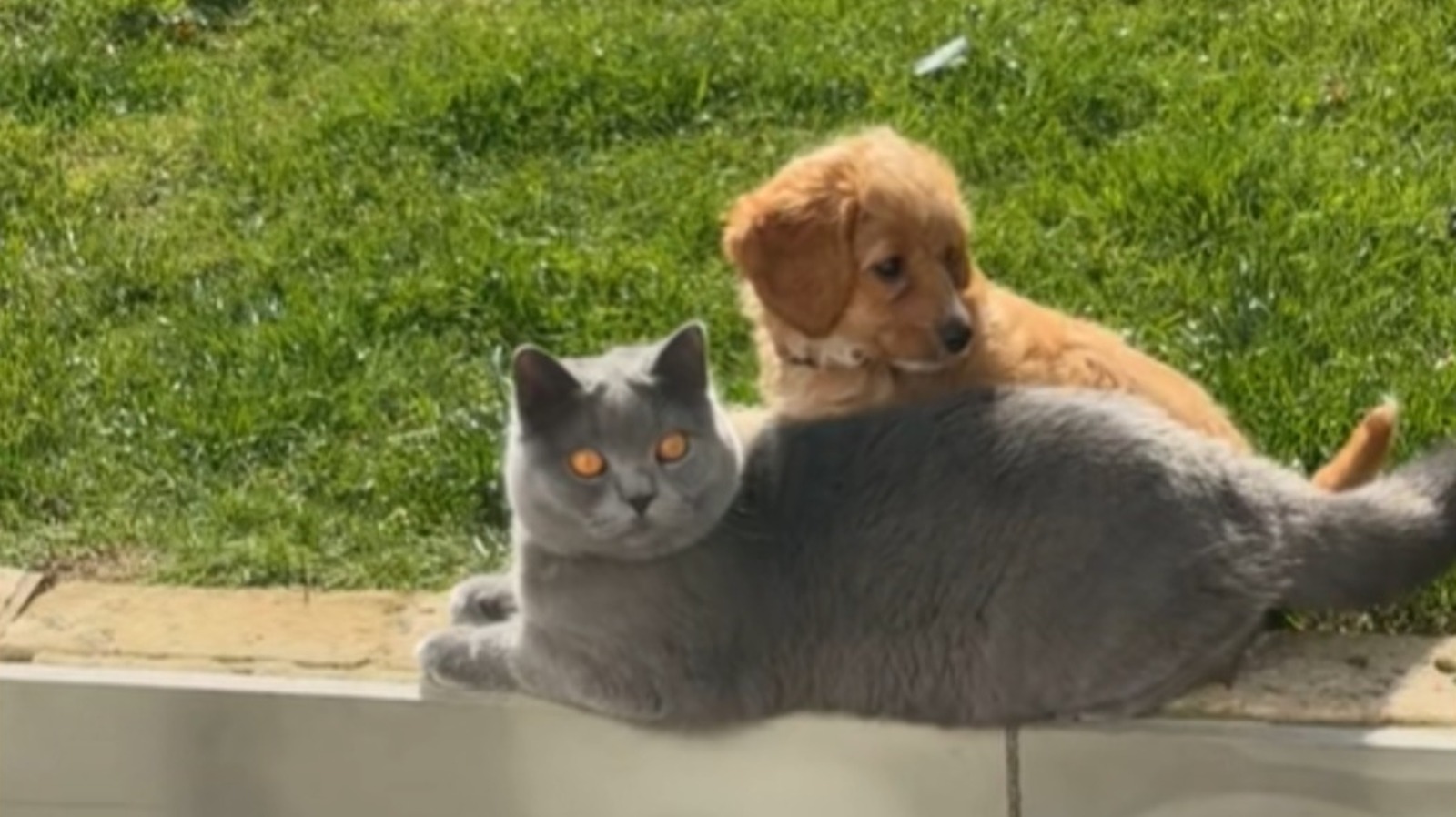 Mini Poodle Mix Snuggling With Her Cat Sibling In The Sun Will Warm ...