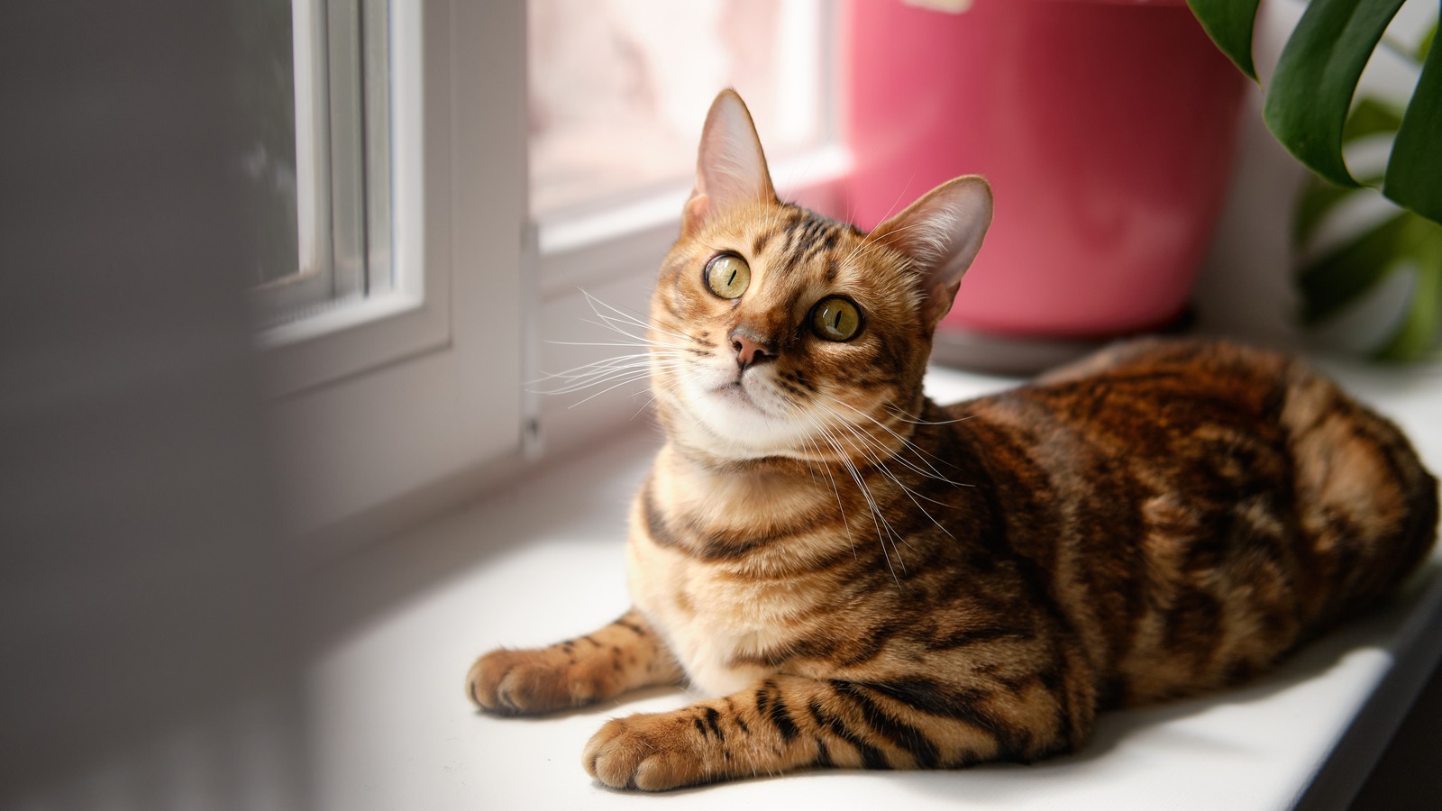 One Of The Most Stolen Cat Breeds Has Some Of The Rarest Features