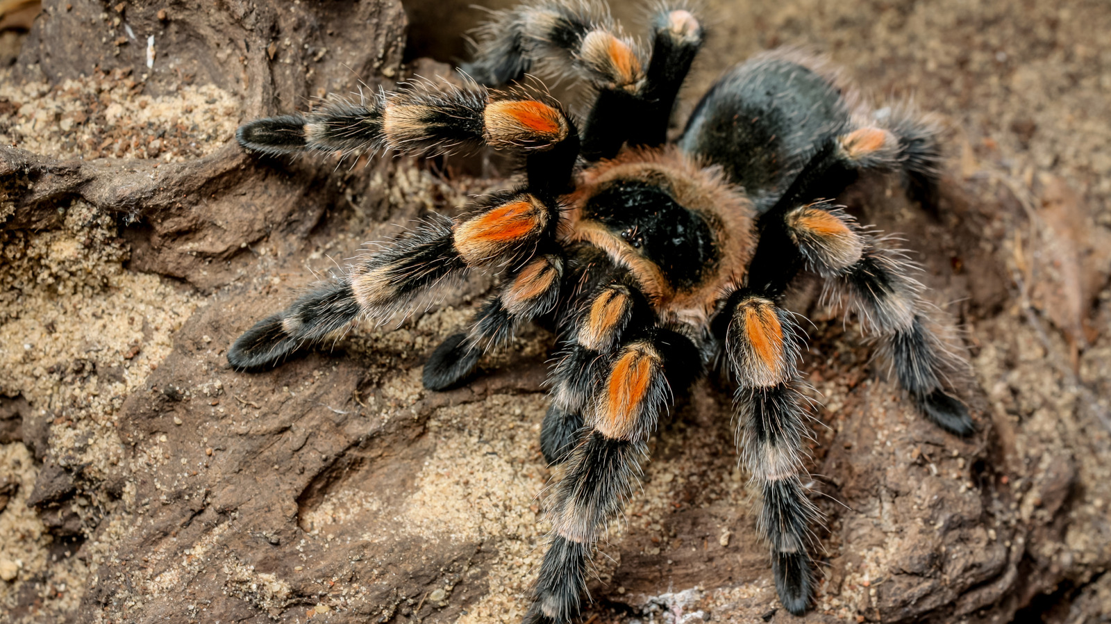 How Long Do Tarantulas Live As A Pet?