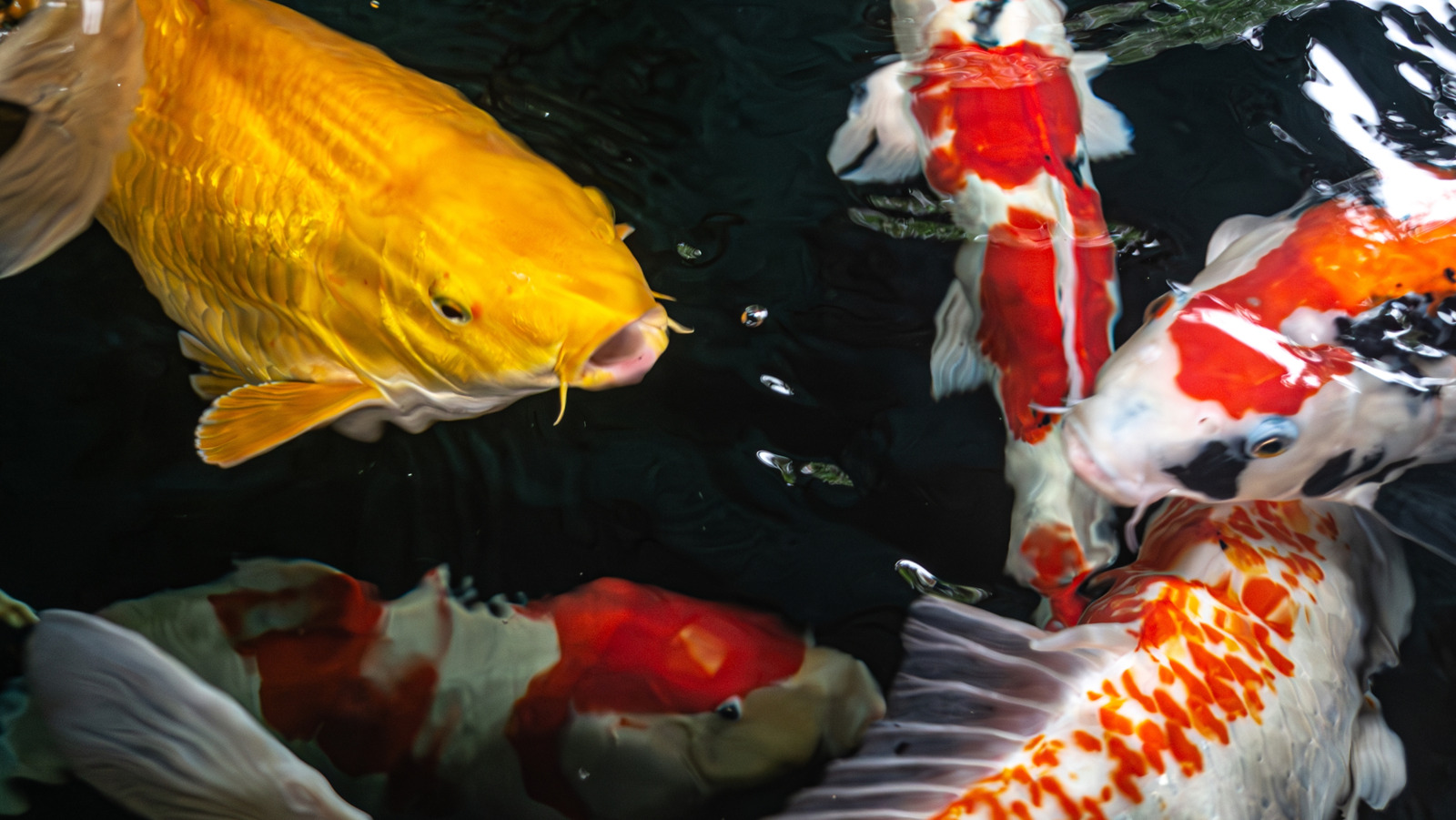 Koi Fish Have Long Lifespans. Here's How To Help Them Thrive