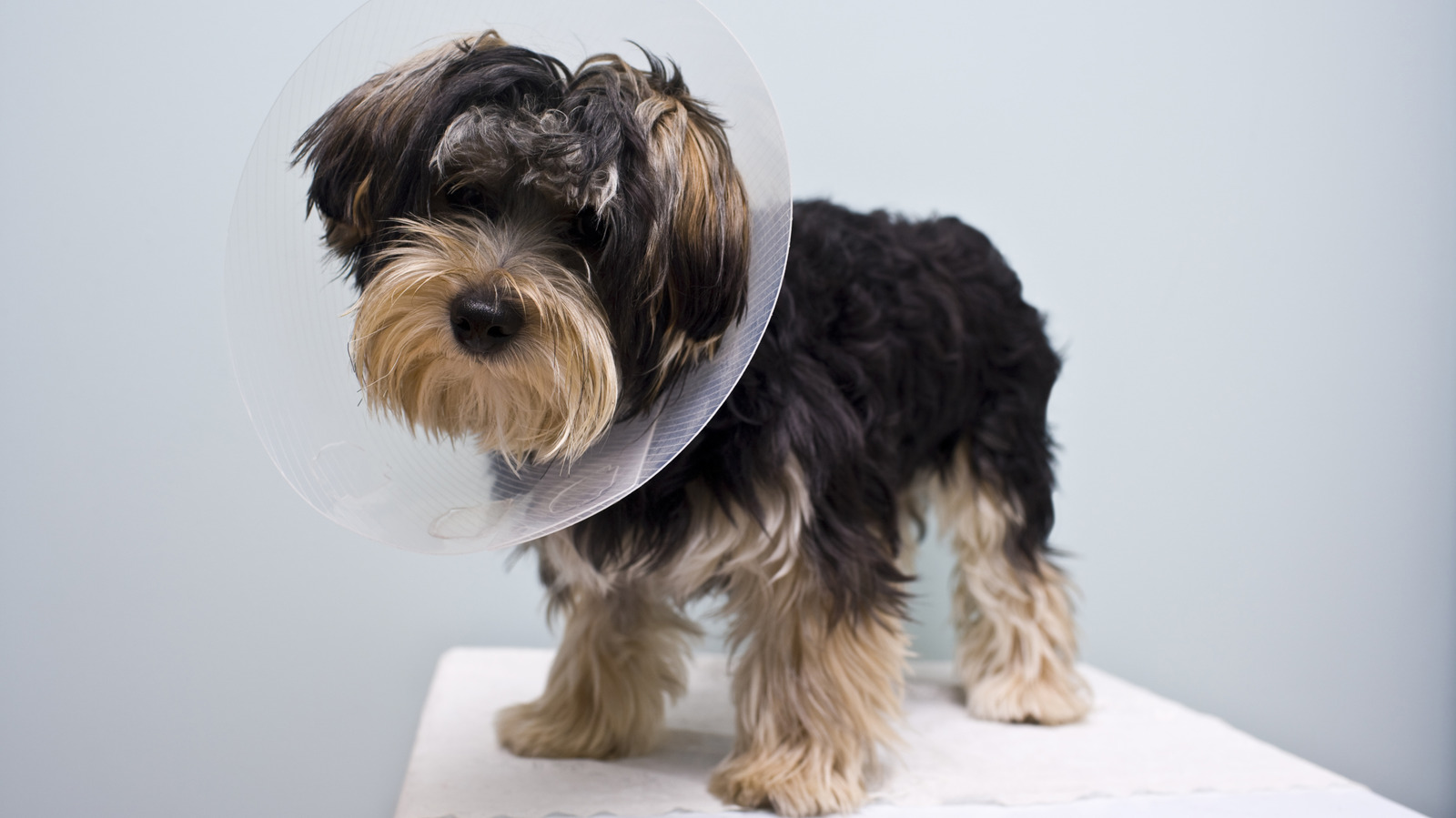 Potential Risks Of Spaying Or Neutering Your Dog