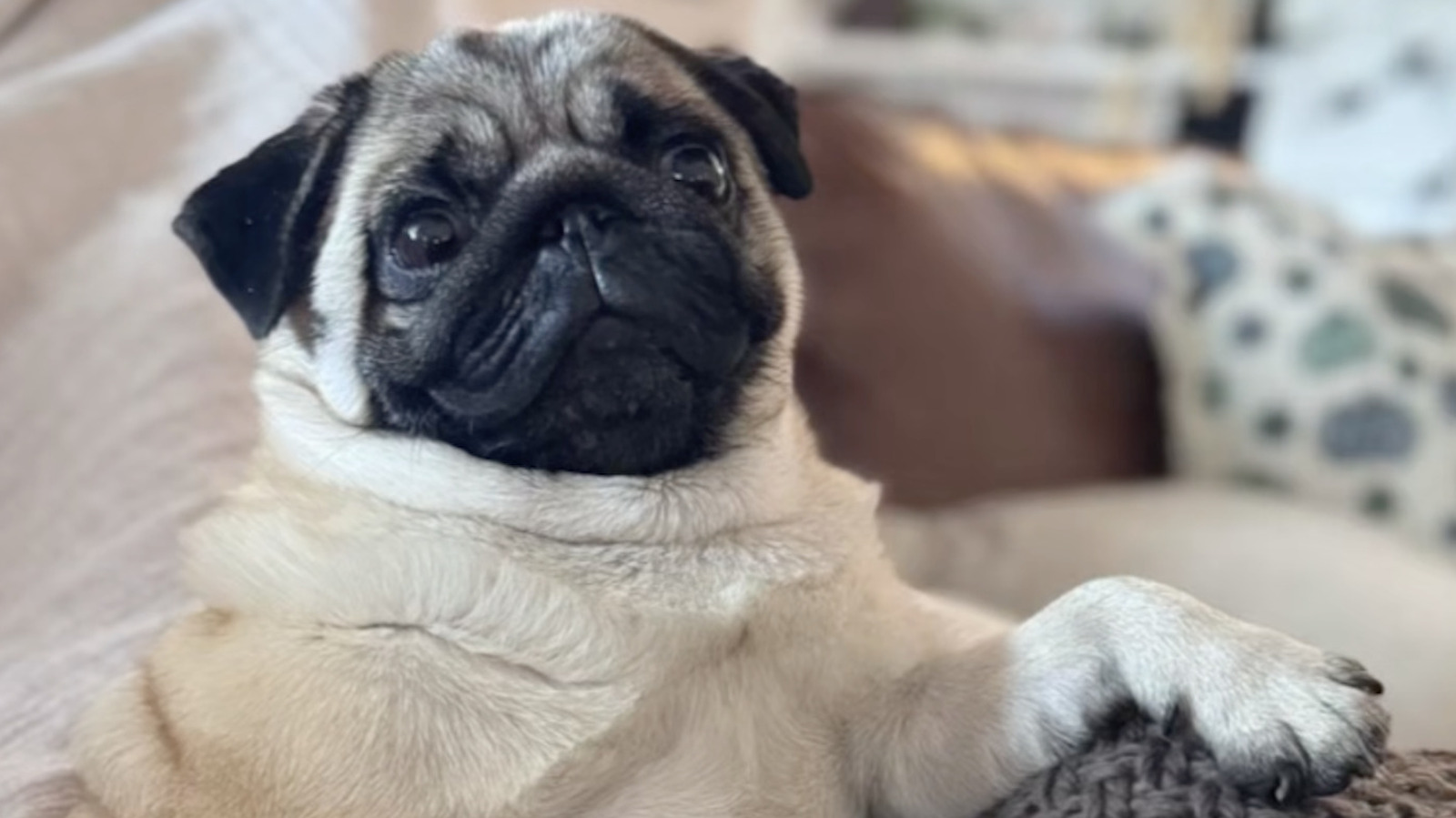 Pug Dances On 2 Legs To Get Attention & We'd Fold Instantly