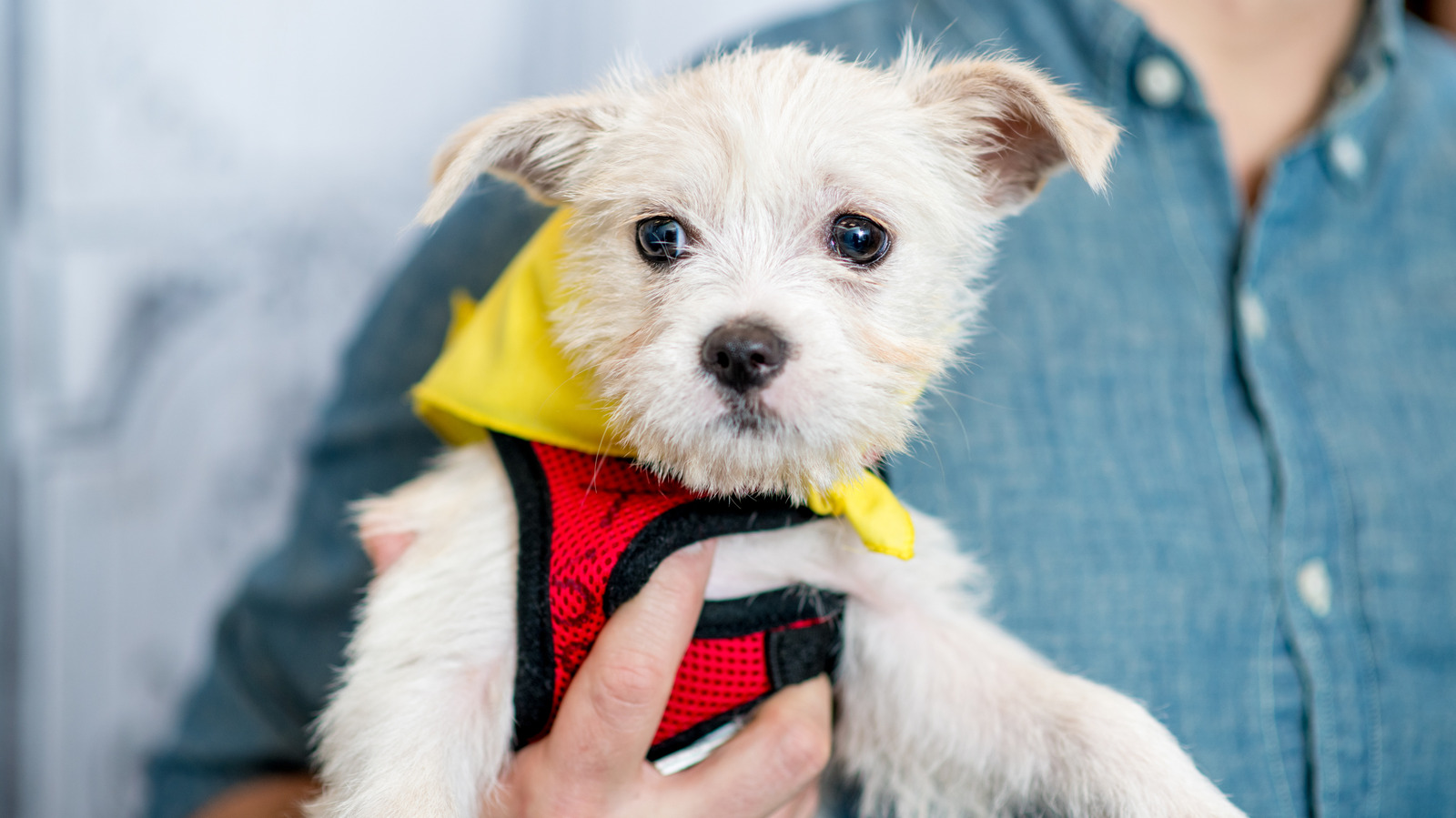 Puppy Bowl 2025's Cutest Dog Names