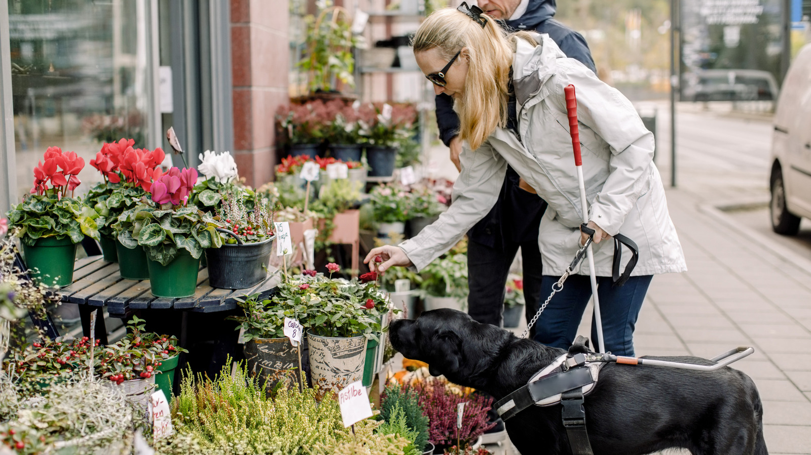 Science Reveals How Service Dogs Are Ushering In A New Era Of Domestication