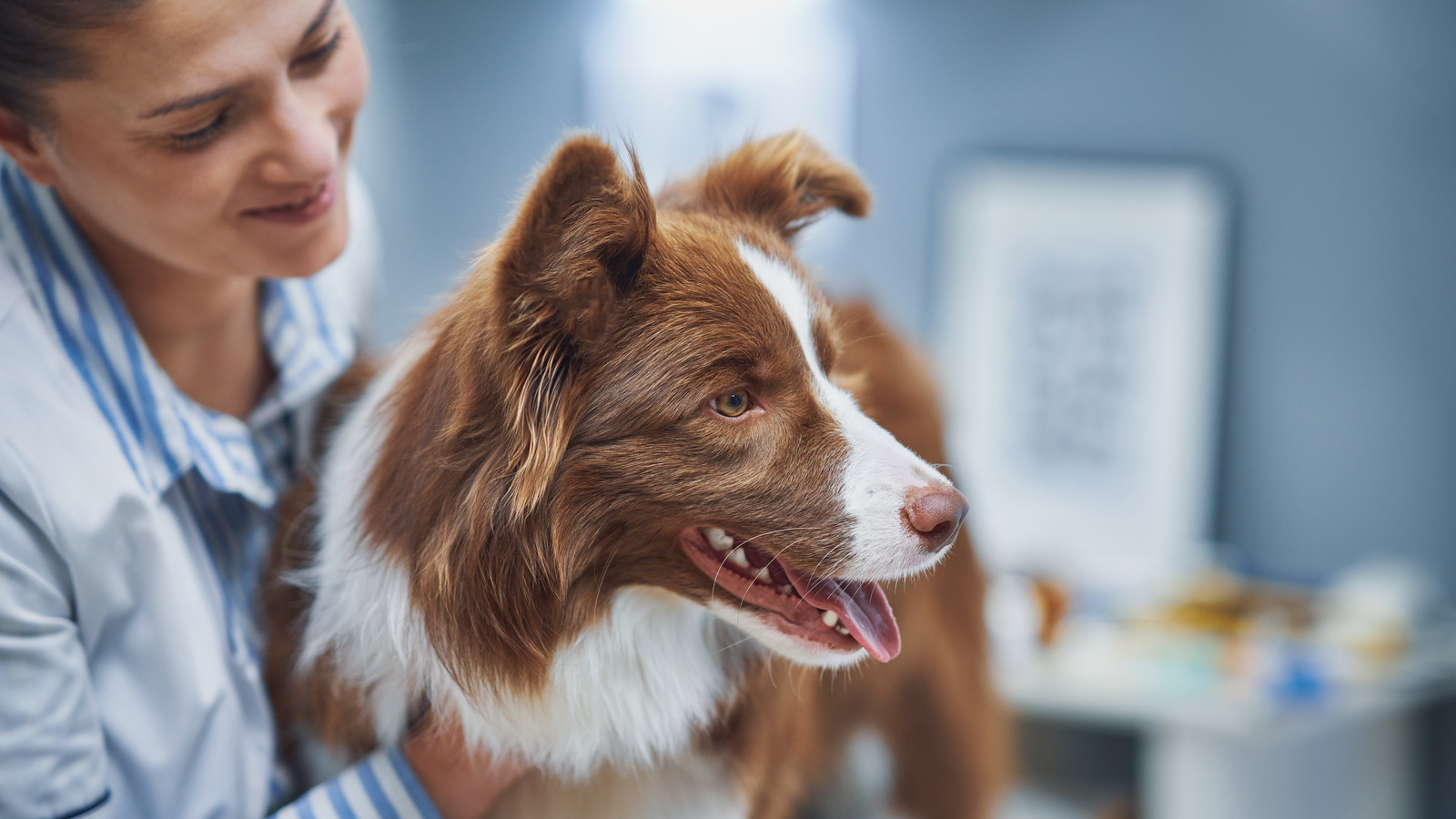 Serious Symptoms You Shouldn't Ignore In Your Dog