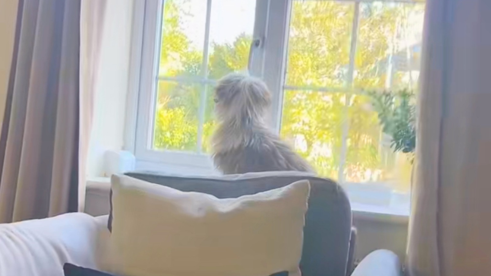 Shih Tzu Waits For His Brother In The Same Spot Every Day And It's ...