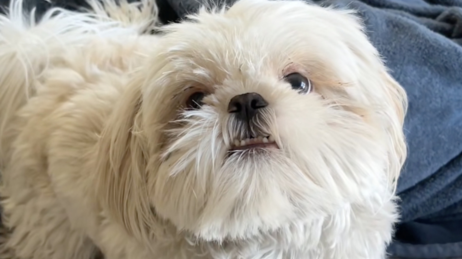 Shih Tzu's Intense Stare Down With Mom Is Both Hilarious And Unsettling