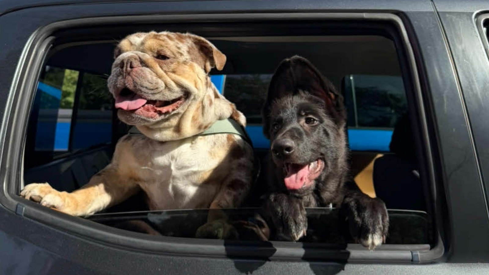 Spotted English Bulldog Meets New Puppy Brother And His Side-Eye Is ...