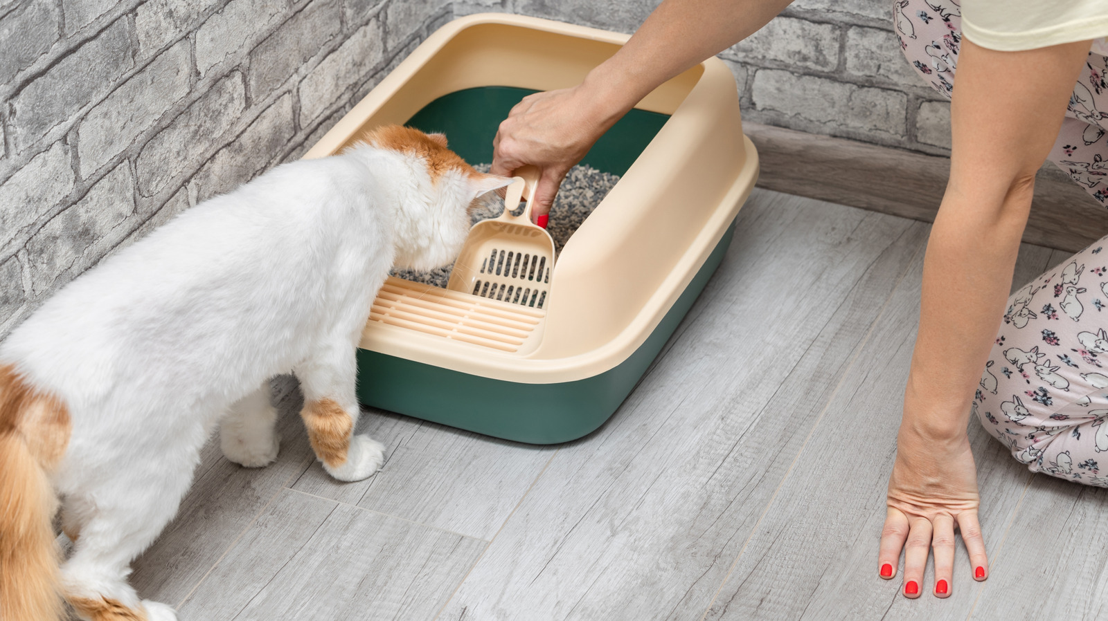 Stainless Steel Vs. Plastic Litter Boxes For Cats: The Best Option ...