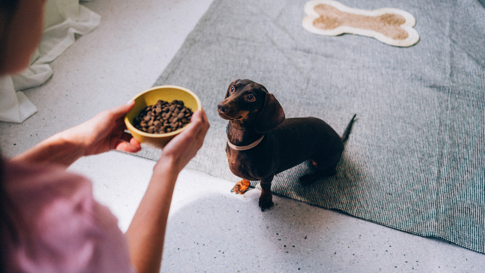 Stimulate Your Dog's Appetite With This Simple Pre-Meal Routine