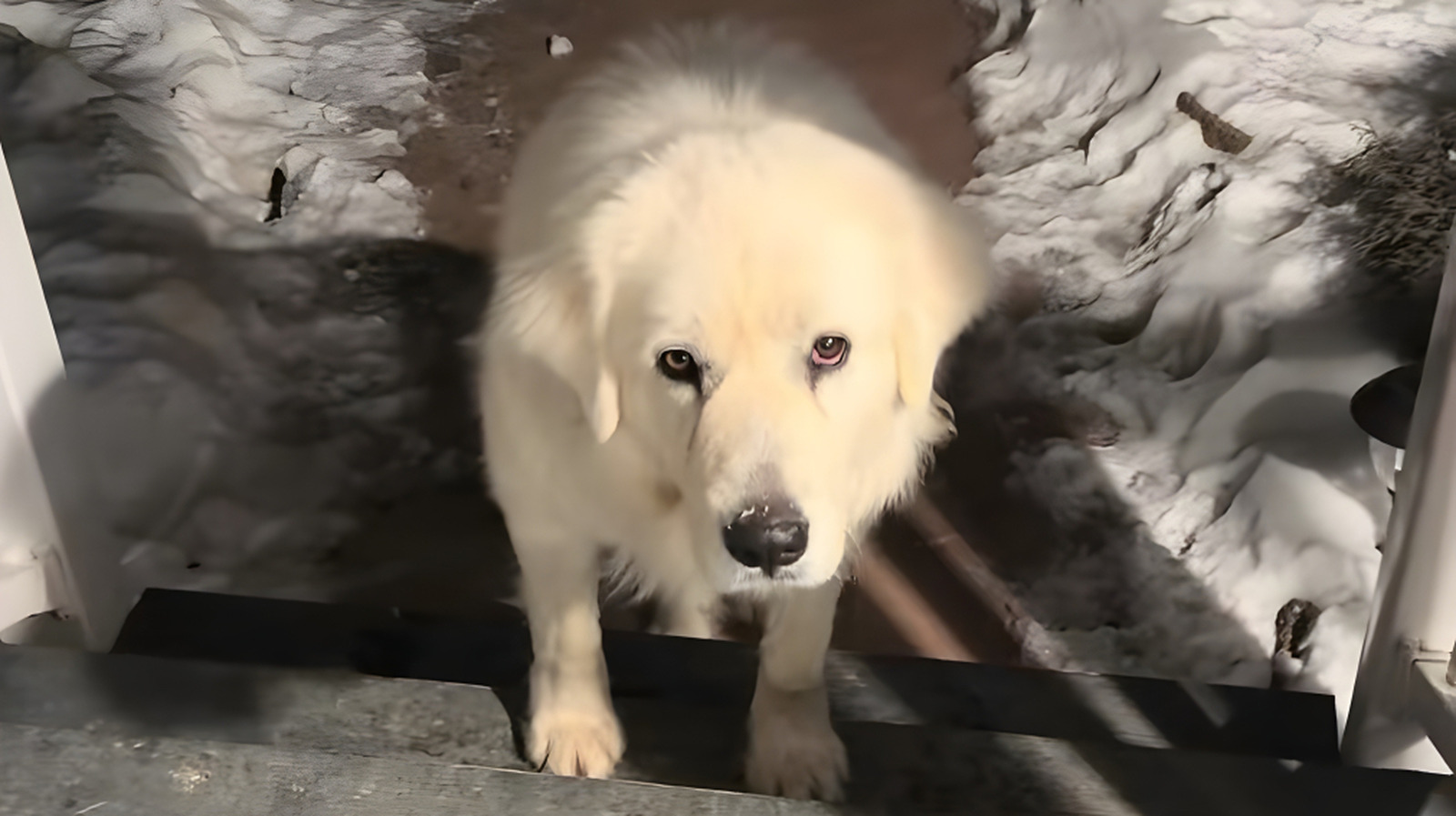 Story Of Great Pyrenees' New Life After Being Abandoned Will Bring All ...