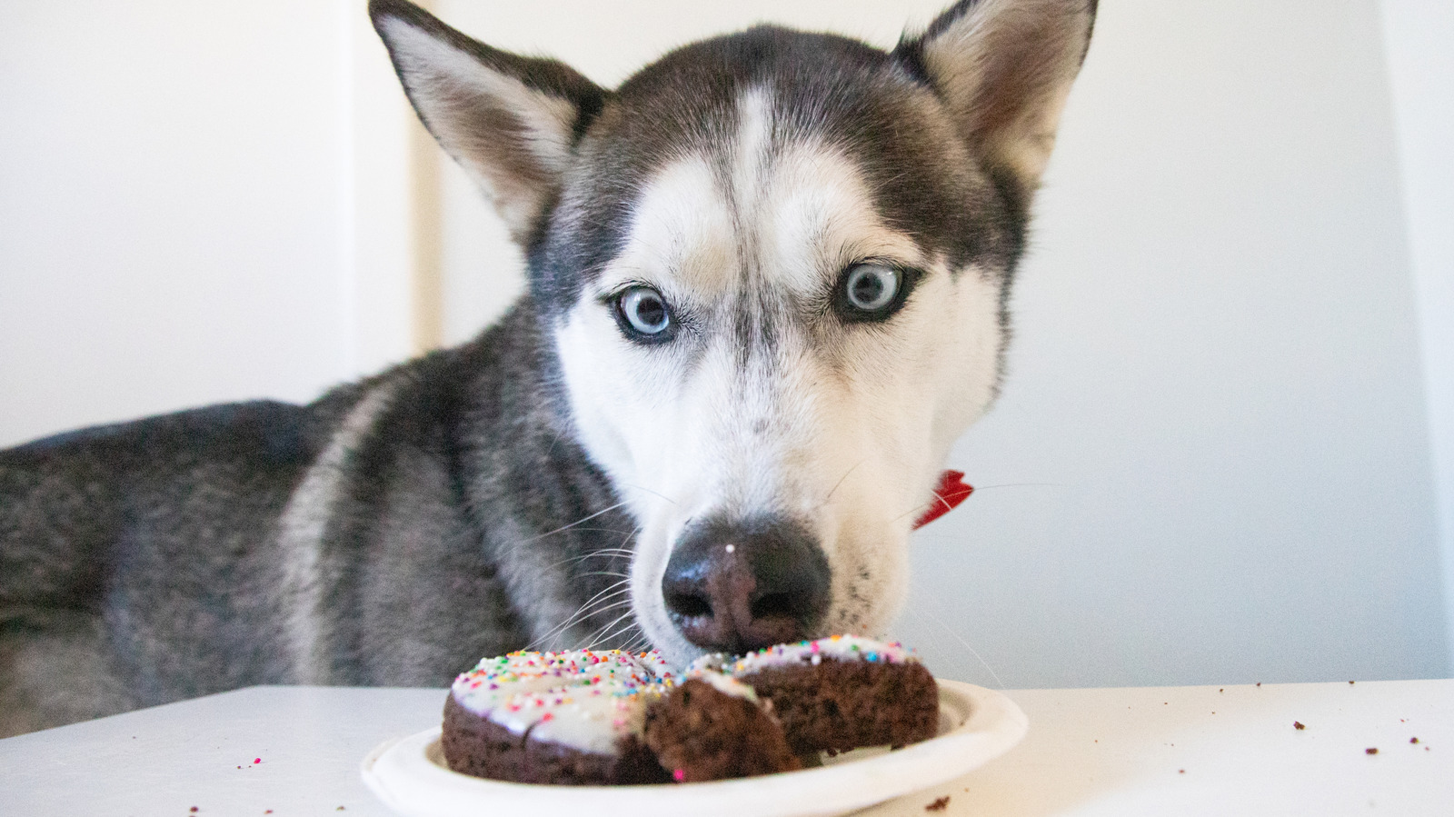 Symptoms Of Chocolate Toxicity In Dogs You Shouldn't Ignore
