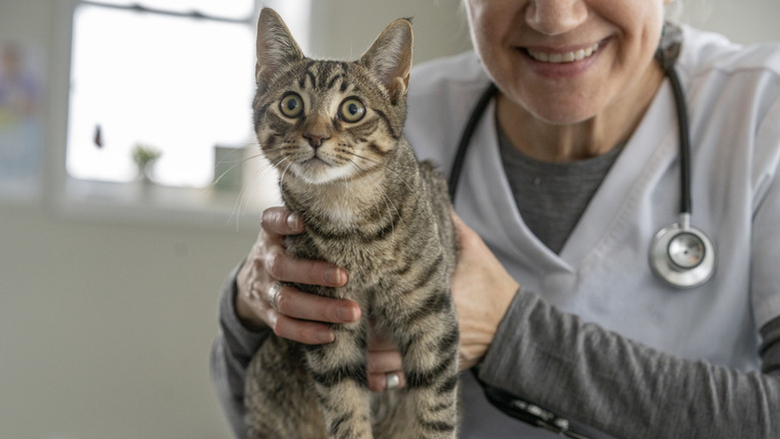 Synulox For Cats: Side Effects And Uses