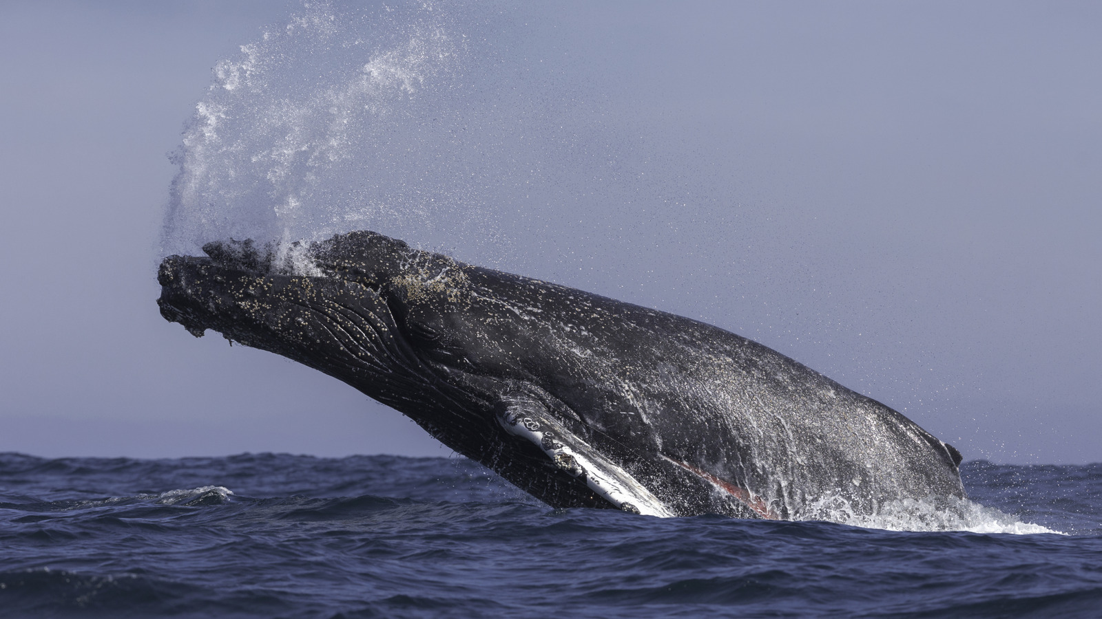 Take These Steps Immediately If You Spot An Endangered Whale