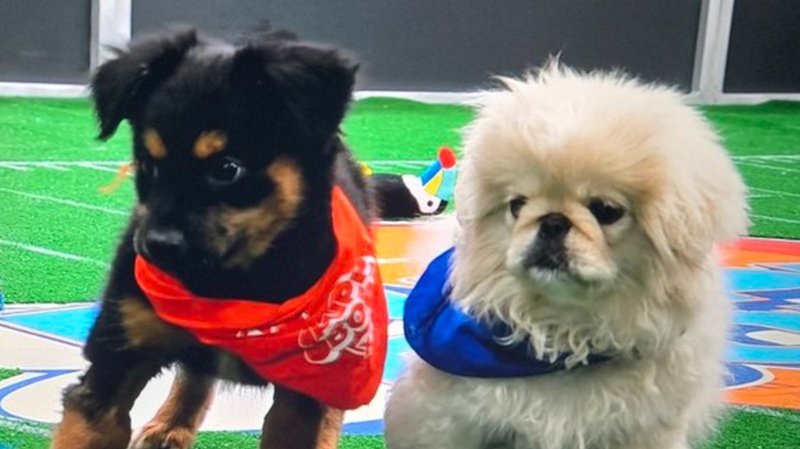 Team Fluff's Smoosh Steals Spotlight At The 2025 Puppy Bowl And Everyone Is Saying The Same Thing