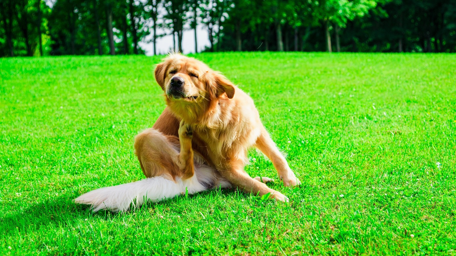 Telltale Signs Your Dog Has Fleas (Even If You Can't See Them)