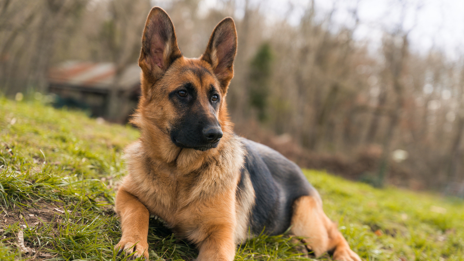 The 14 Most Loyal Dog Breeds That Won't Leave Your Side