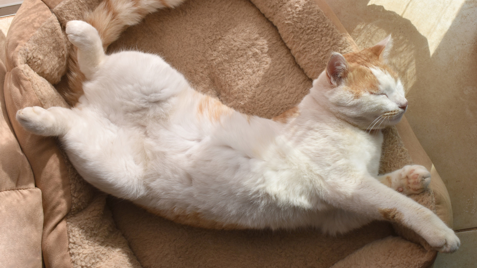 The 'Acrobat' Cat Sleeping Position Looks Painful But Isn't