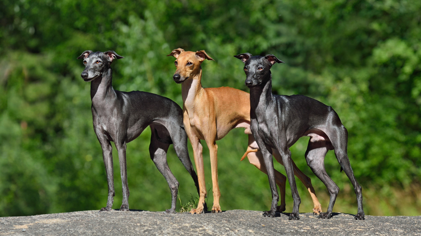 The Best Way To Tell The Difference Between A Whippet And An Italian ...