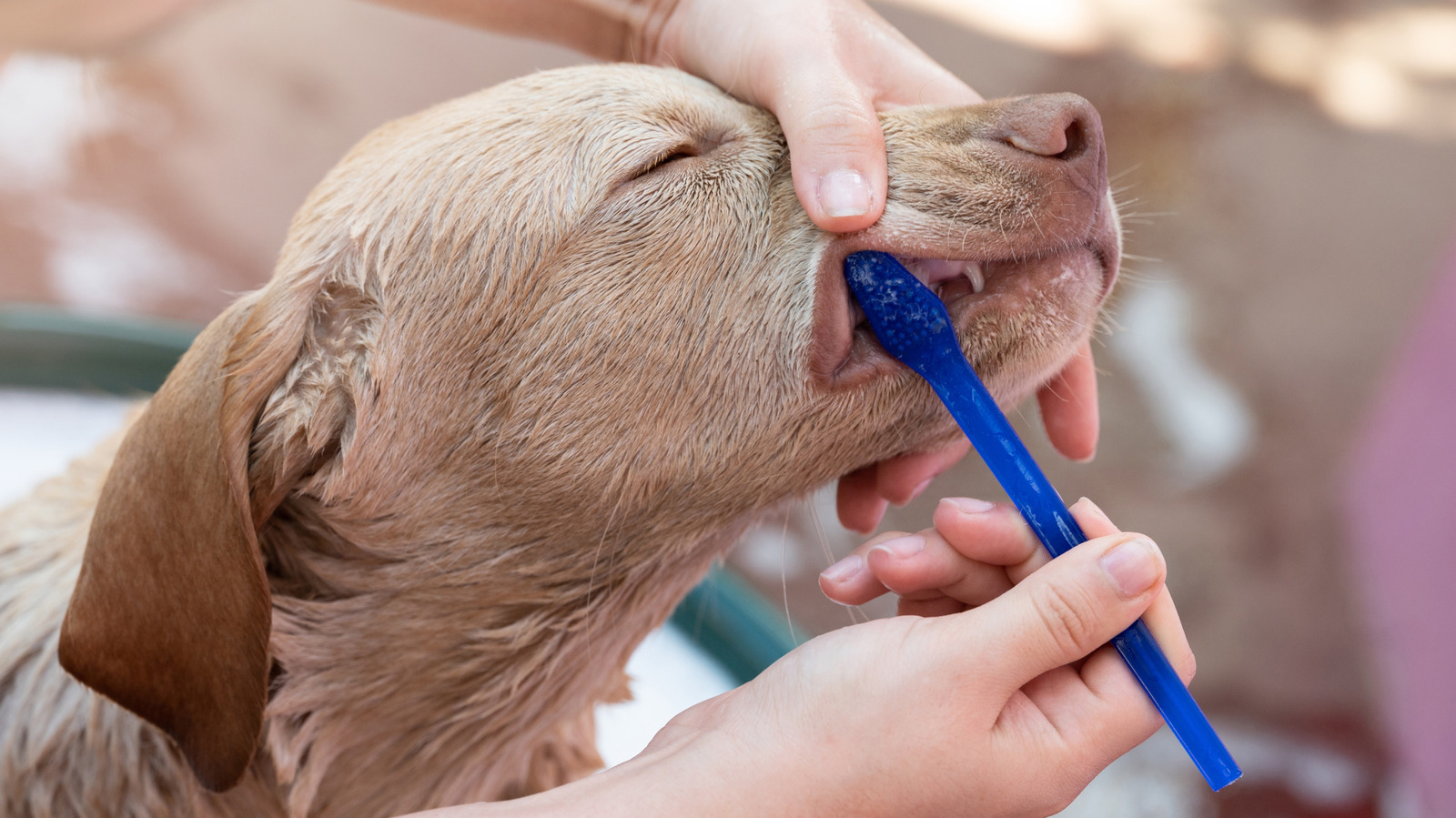 The Best Ways To Clean Your Dog's Teeth (Without A Toothbrush)