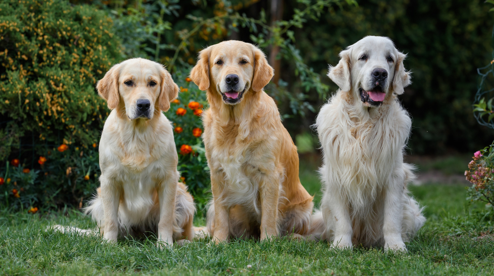 The Biggest Differences Between The Three Golden Retriever Types