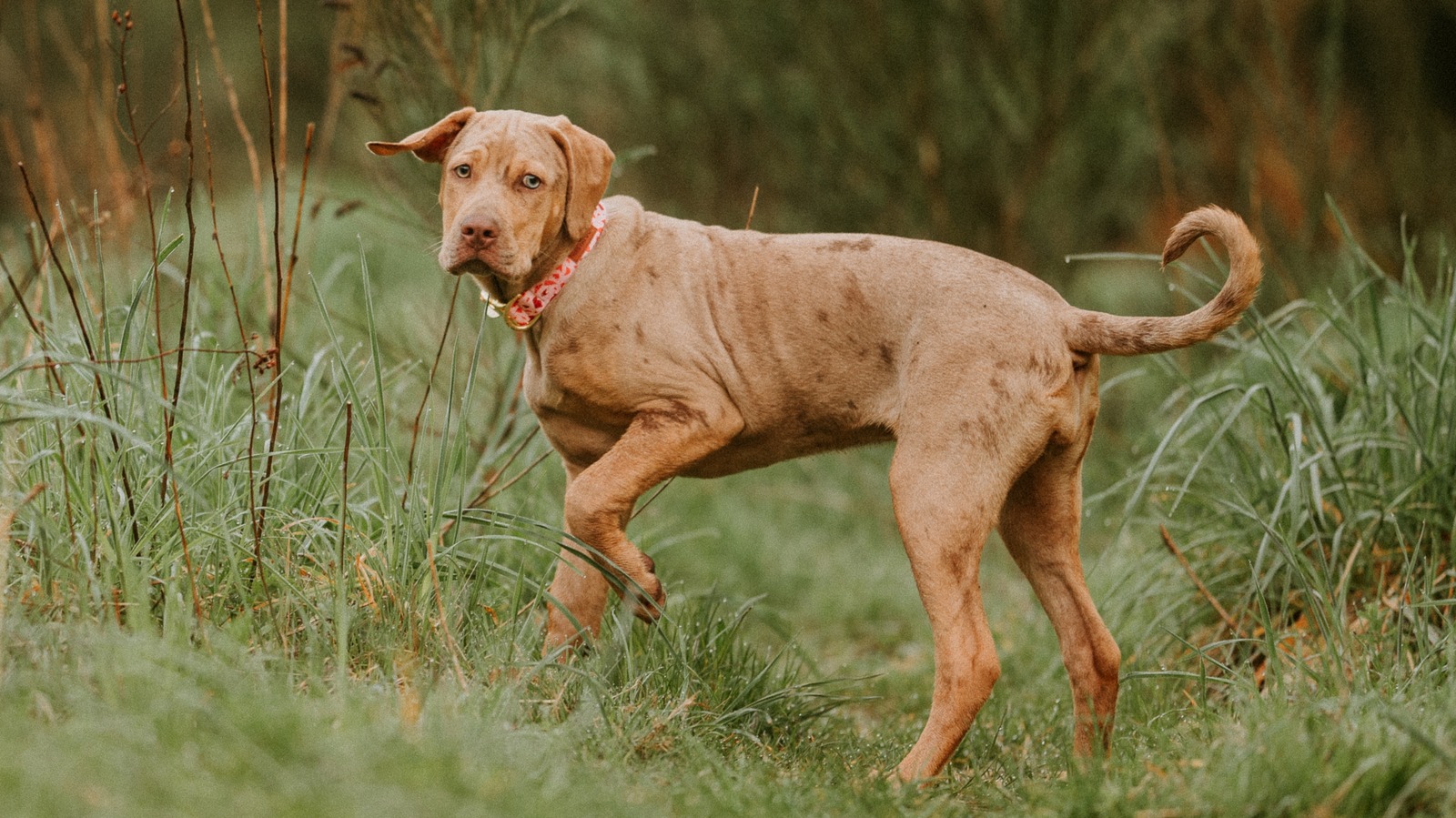 The Breeds That Are Considered 'Cur' Dogs & What That Term Actually Means