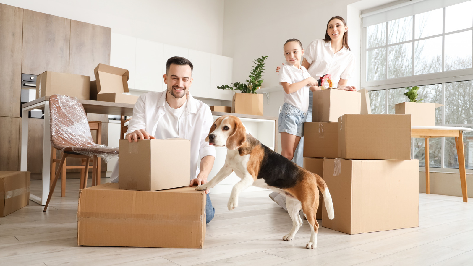 The Crucial Detail To Remember For Keeping Your Dog Calm During A Move