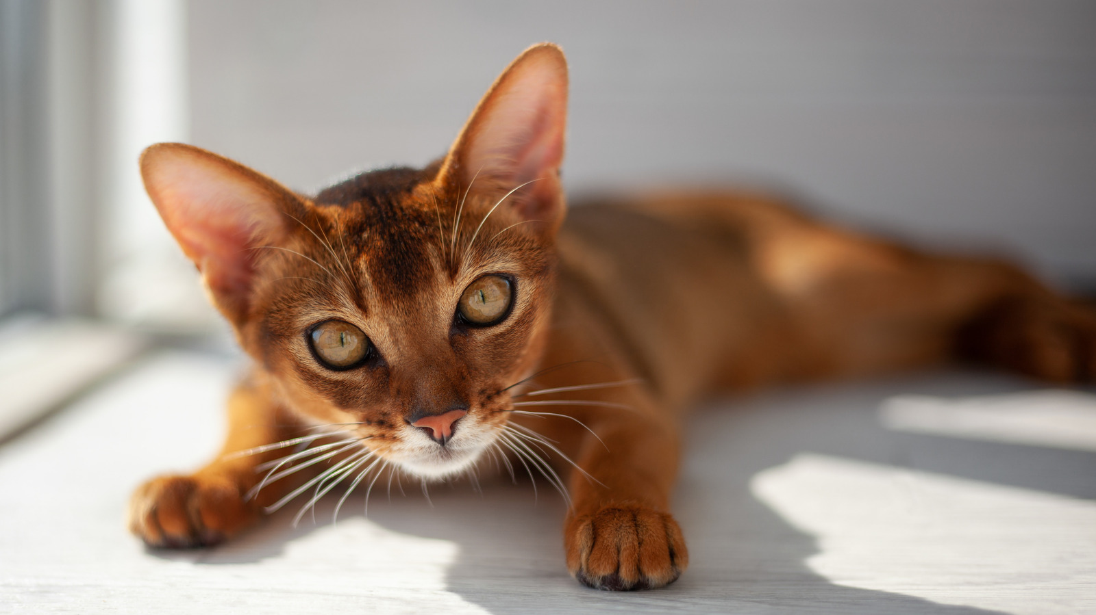 The Easy-To-Train Cat Breed That Acts Just Like A Dog (And Won't Leave ...