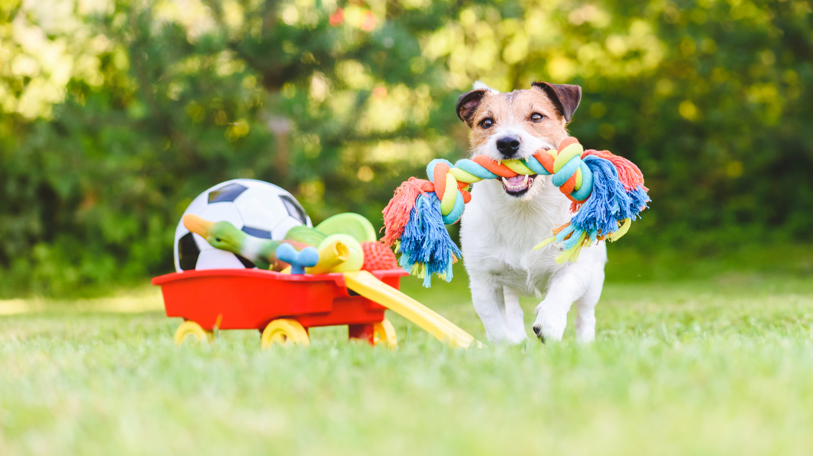 The Funniest Dog Behaviors (And Possible Meanings Behind Them)