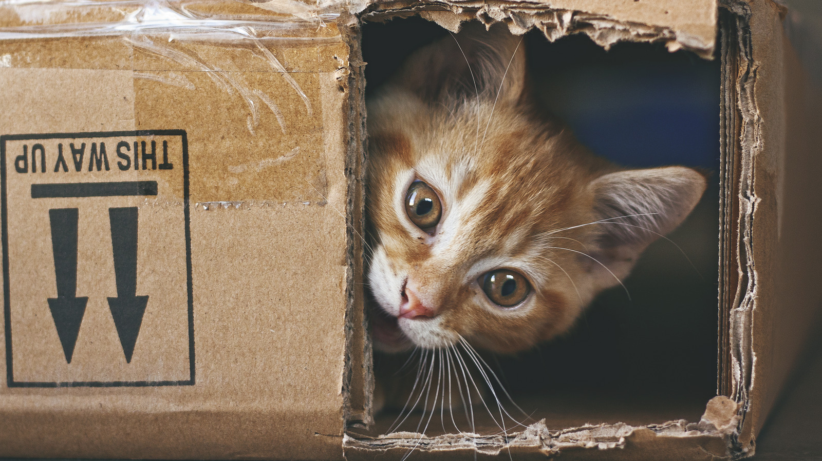 The Funniest Things That Cats Do (And What They Might Mean)