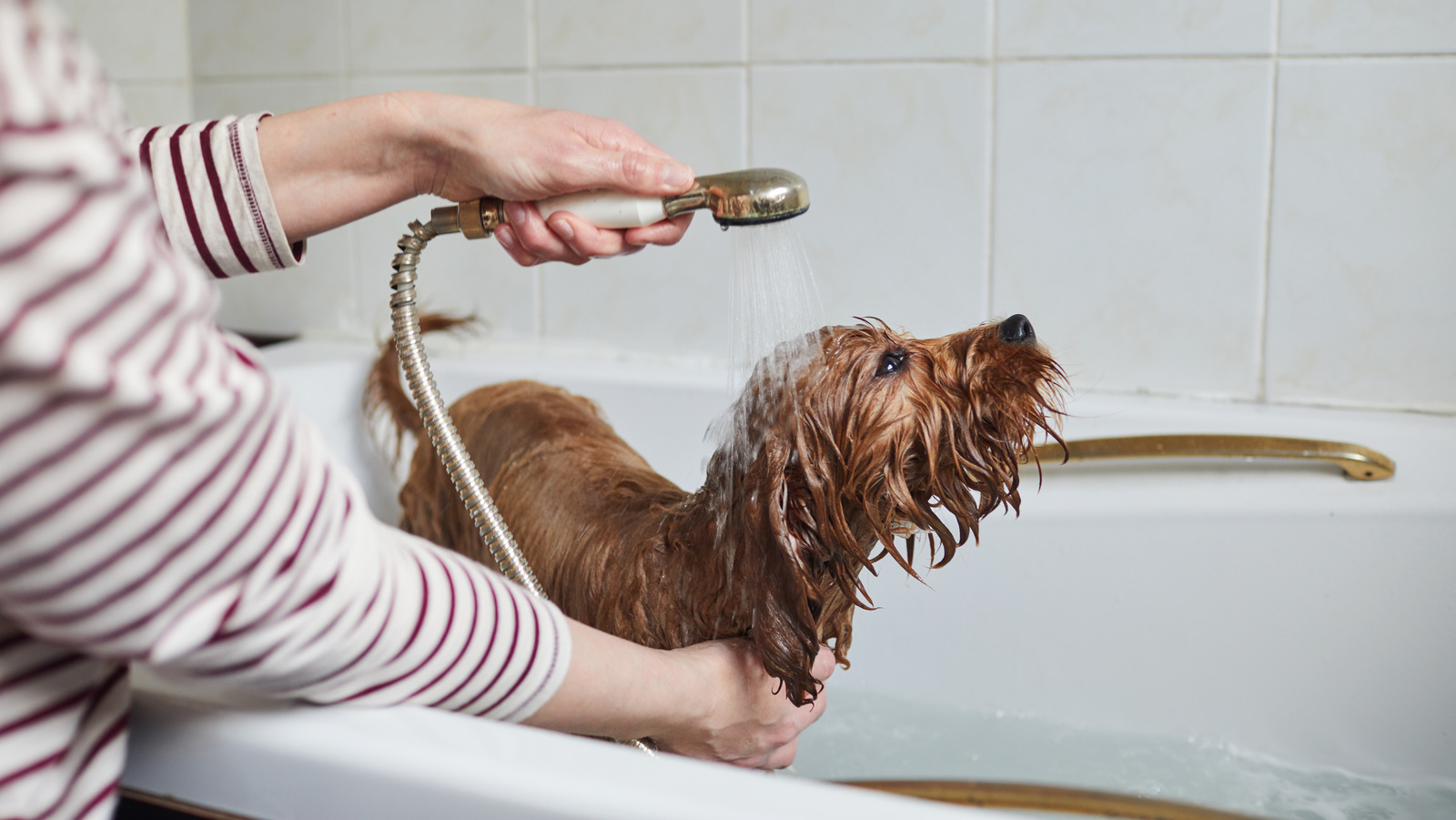 The Grooming Mistake To Avoid After Giving Your Dog A Bath