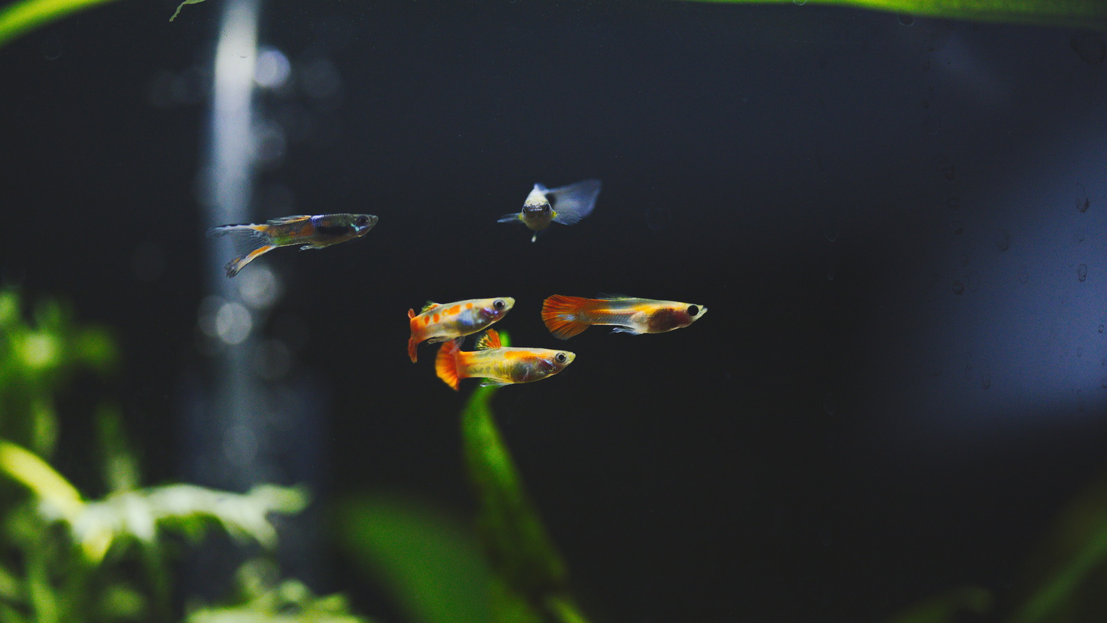 The Hardiest Breeds Of Fish That Your Kids Will Want In Their Tank