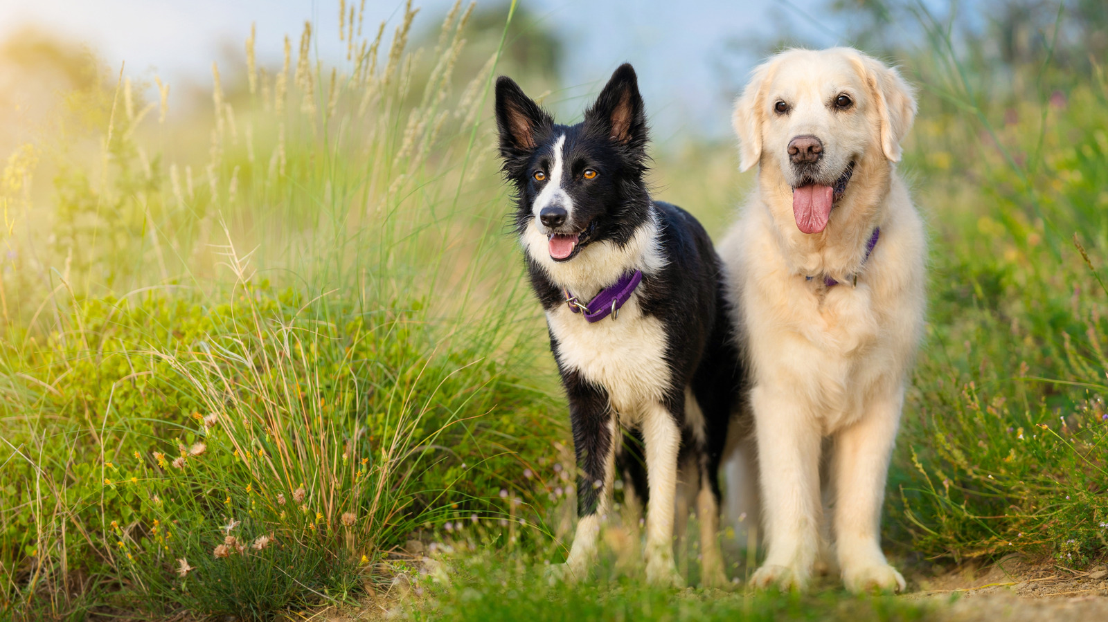 The Hidden Downsides Of Owning A Highly Intelligent Dog